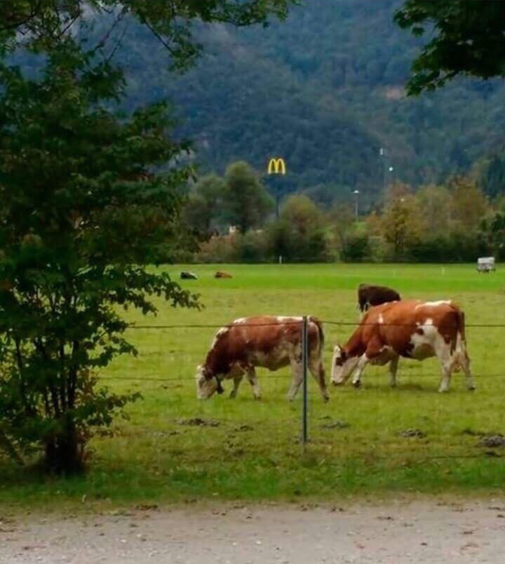 Mcdonalds Stalking Blank Template Imgflip