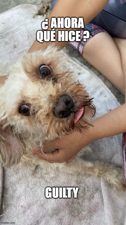 Image tagged in culpable - Imgflip