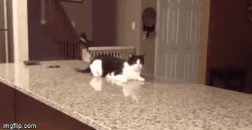 Cat counter - Imgflip
