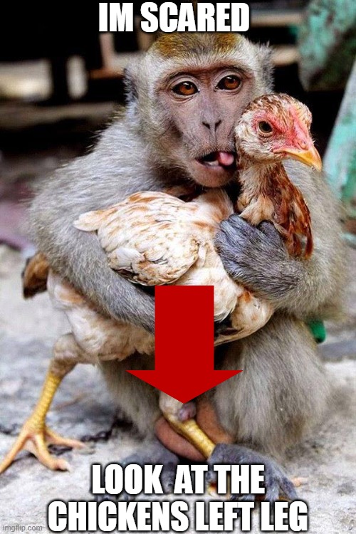 Scary Chicken Meme Crazy Chicken Lady