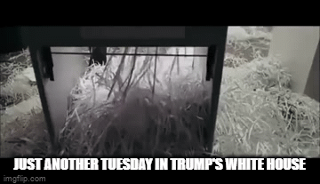 Tuesdays with Trump - Imgflip