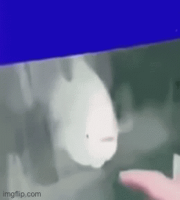 Scared fish - Imgflip