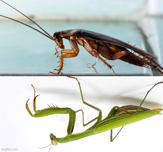 They look pretty similar… - Imgflip