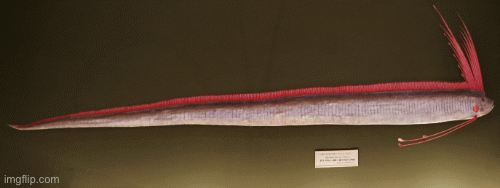Oarfish - Imgflip
