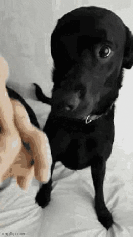 The Unborn Dog Gif