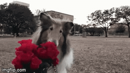 Dog roses - Imgflip