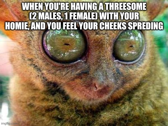 No Sleep for Lemur - Imgflip