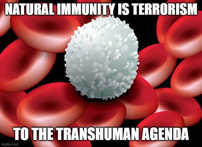 Image tagged in white blood cells - Imgflip