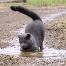 Cat puddle - Imgflip