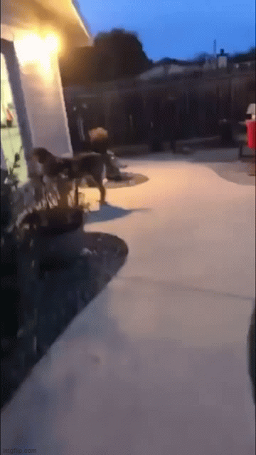 transforming dog fall over - Imgflip