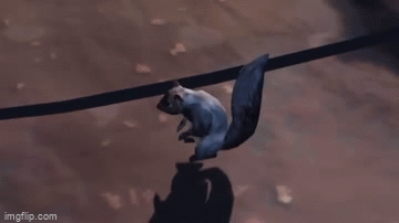 Flying Squirrel Gif
