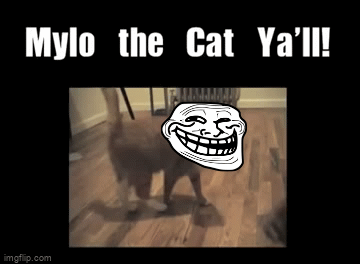 Mylo the Cat Ya'll! - Imgflip