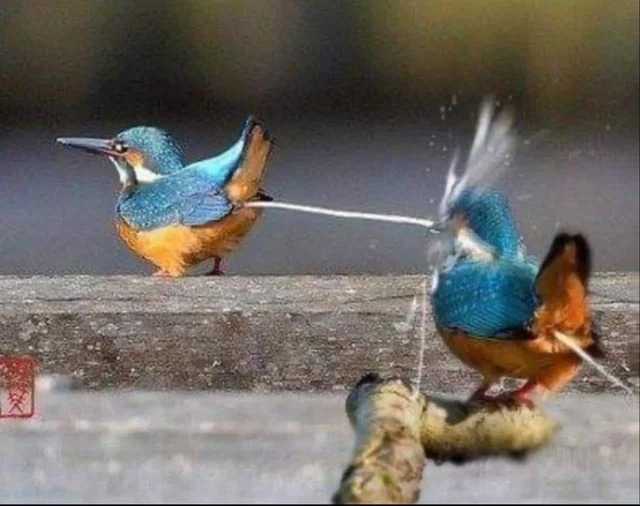 Birds Blank Template Imgflip