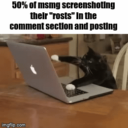 Typing kitty - Imgflip