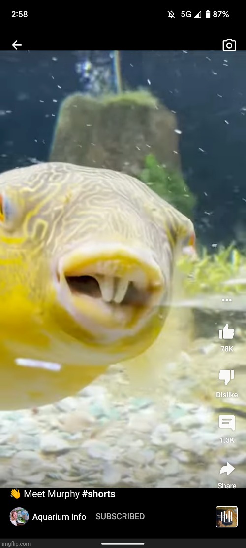 Meet Murphy - Imgflip