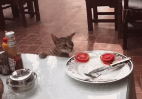Cat tomato thief - Imgflip
