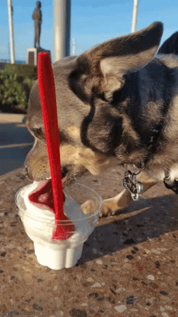 Dog dairy queen - Imgflip