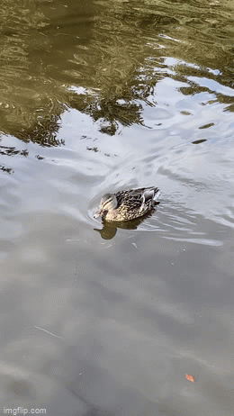 Duck Go Whoosh - Imgflip