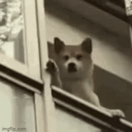 doggo wave - Imgflip