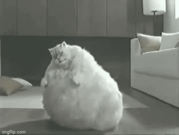 chonky cat - Imgflip
