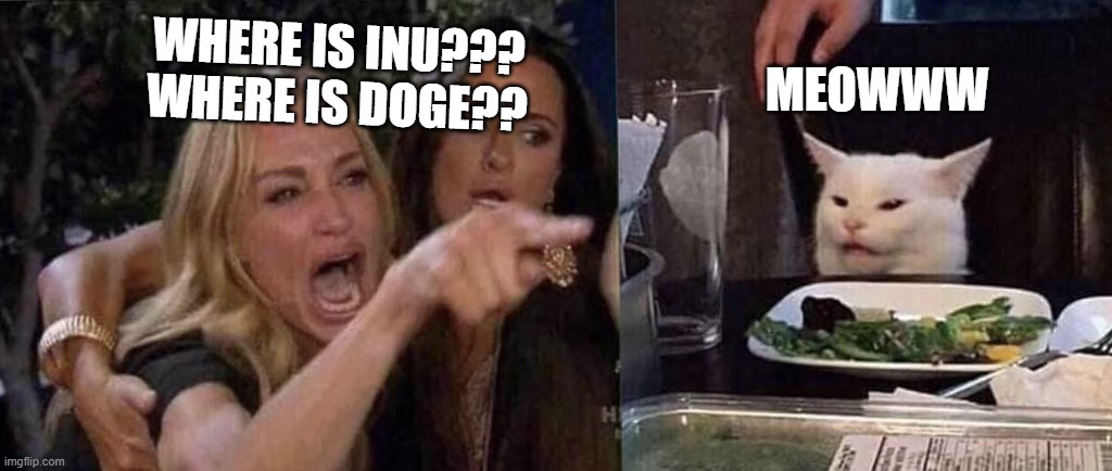 woman yelling at cat - Imgflip