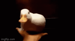 run duck run! - Imgflip