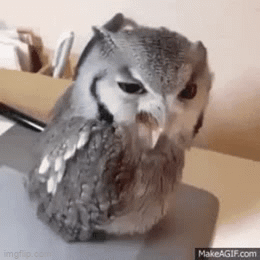 my drunk owl - Imgflip
