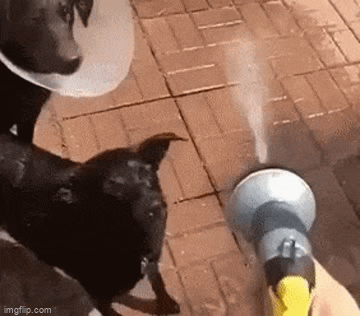 Dogs Drinking Water Gif