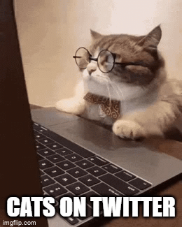 twitter cat - Imgflip
