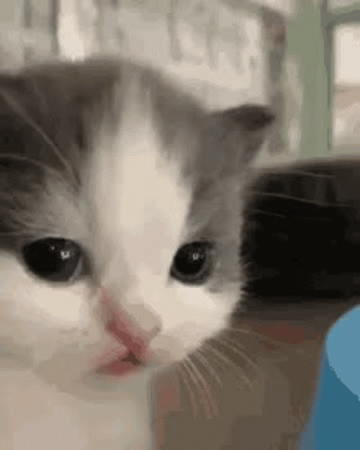 Kitten Meowing Gif