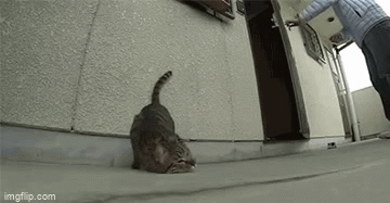 Stop, drop, and roll - Imgflip