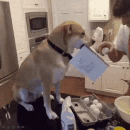 Dog kitchen - Imgflip