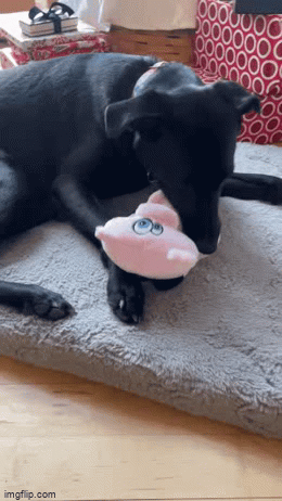 Dog playing with stuffed animal - Imgflip