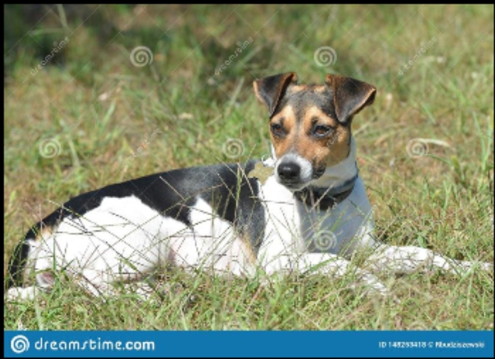 Doggggg Blank Template - Imgflip