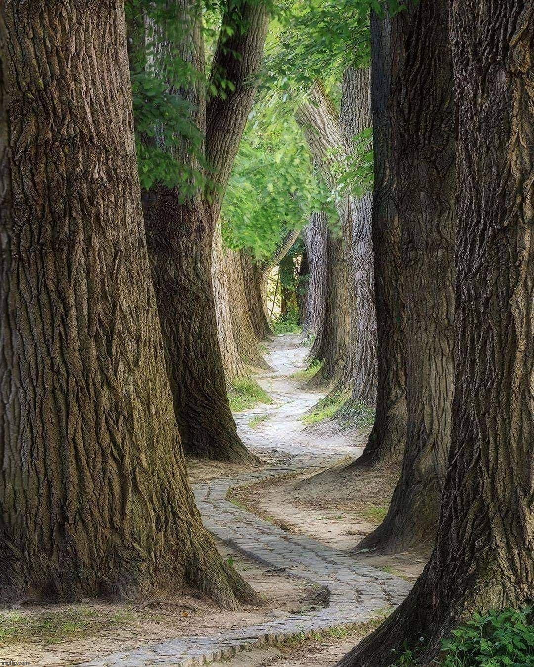 Curvy path through the trees. - Imgflip