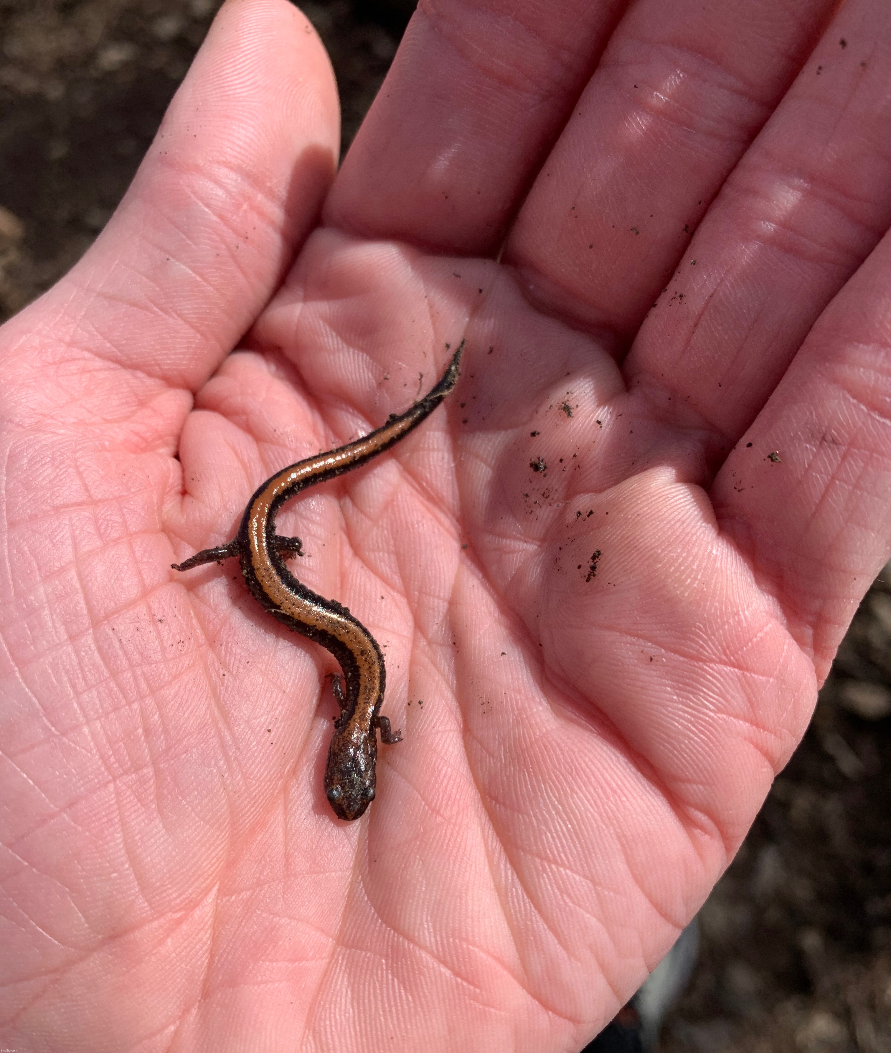 Salamander - Imgflip