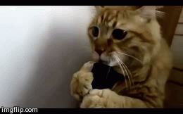 Tastes Like Vacuum - Imgflip