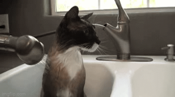 Cat wash - Imgflip