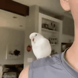 my birb - Imgflip