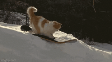 Snowcatboarding - Imgflip