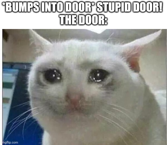 crying cat - Imgflip