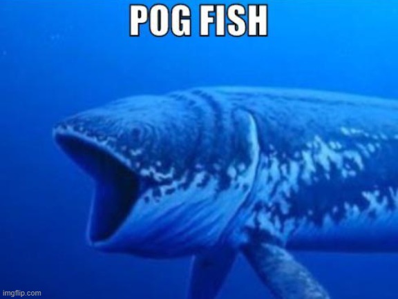 Better than pog champ - Imgflip