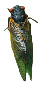 Cicada Blank Template - Imgflip