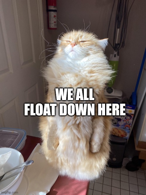 El Cato De Wise - Imgflip