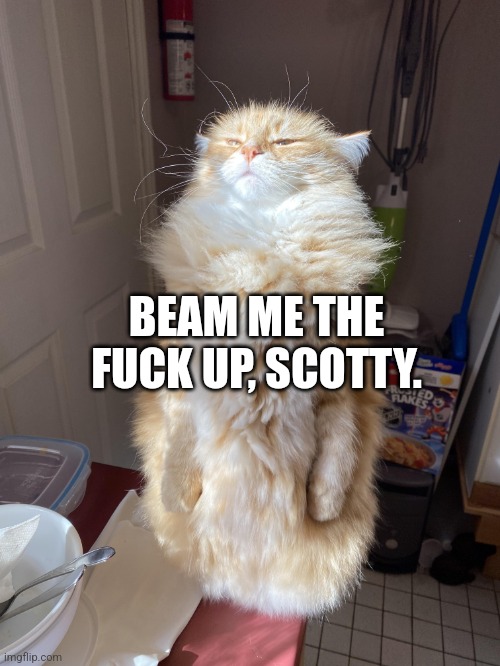 El Cato De Wise - Imgflip