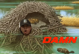 U know why they call it the beaver ? Because "daammmm" XD - Imgflip