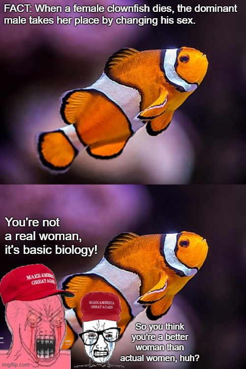 Transgender clownfish - Imgflip