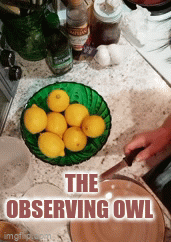 Observing Owl, - Imgflip