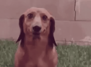 Wuf wuf - Imgflip