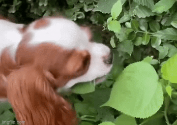Dog eating plant - Imgflip